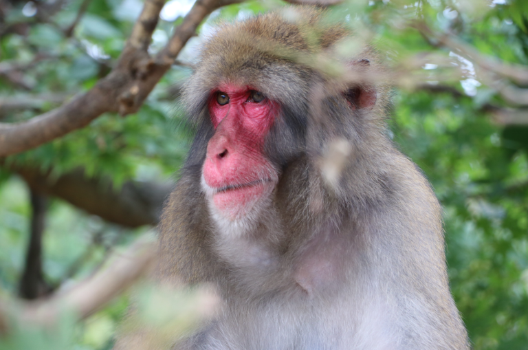 Exploring Kyoto: One of Japan's Signature Cities